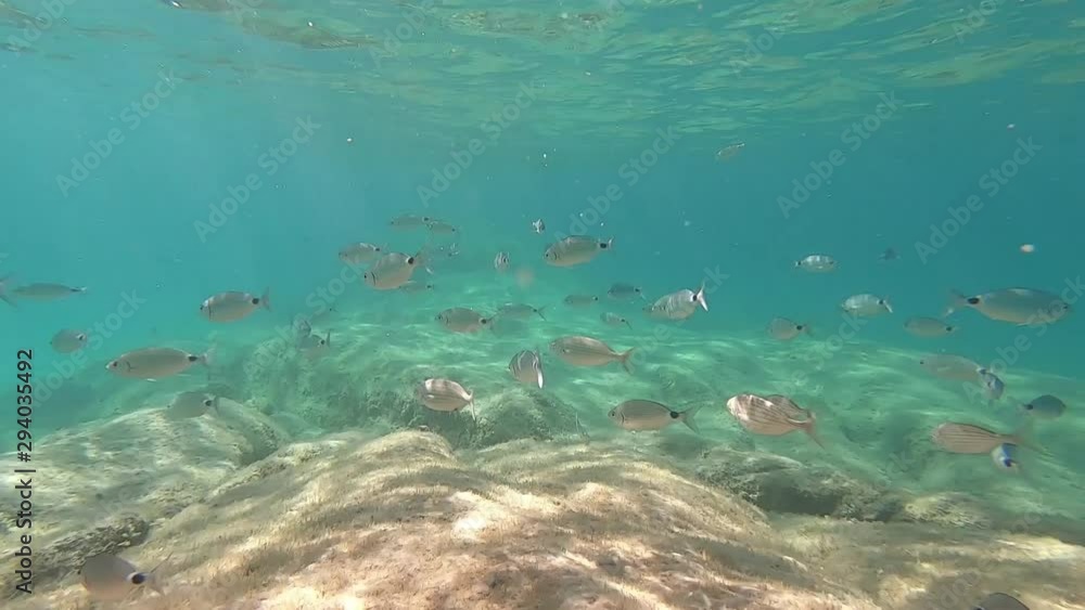 Underwater footage of a group of Sarpa salpa fish known commonly as the ...