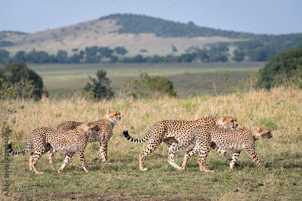 Cheetah mother and three older cubs walking along the savannah ...