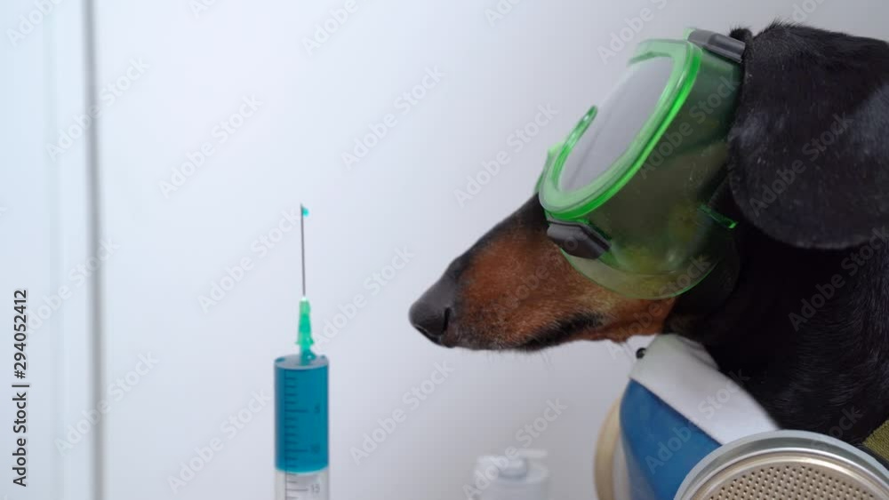 Black and tan cute dachshund dog in a hazardous materials suit with ...