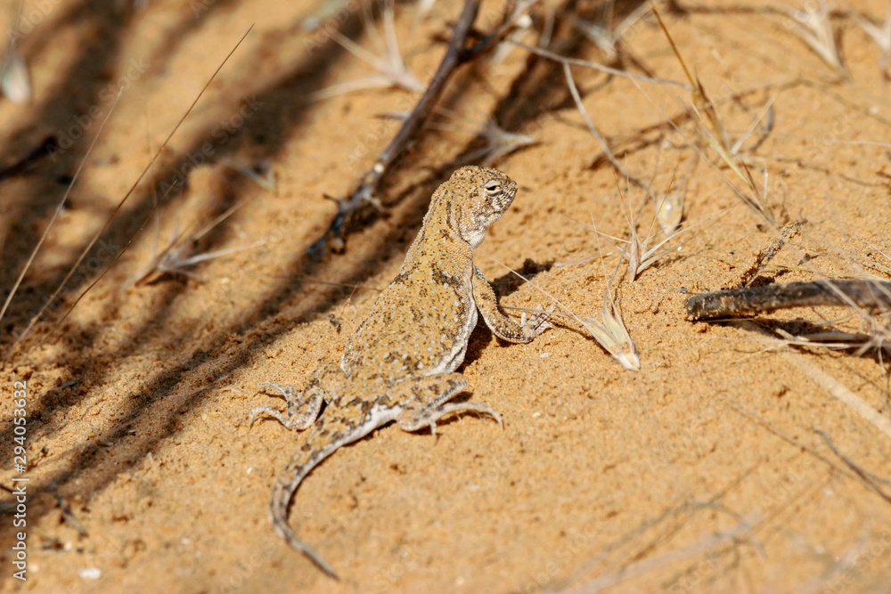 Spotted toadhead agama Phrynocephalus guttatus on sand dune. Cute ...