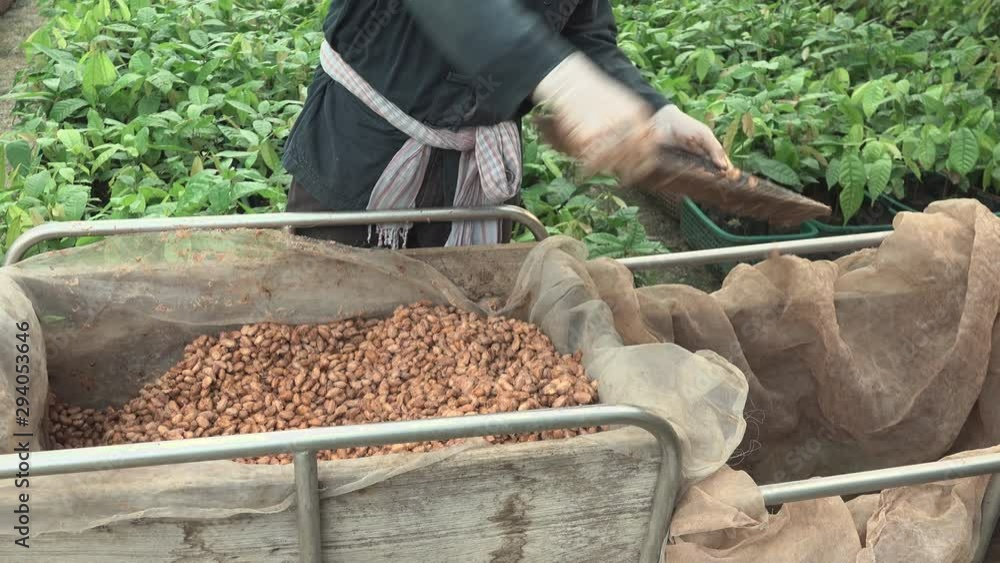 Temperature measurement of cocoa beans fermented in wooden barrels, to ...