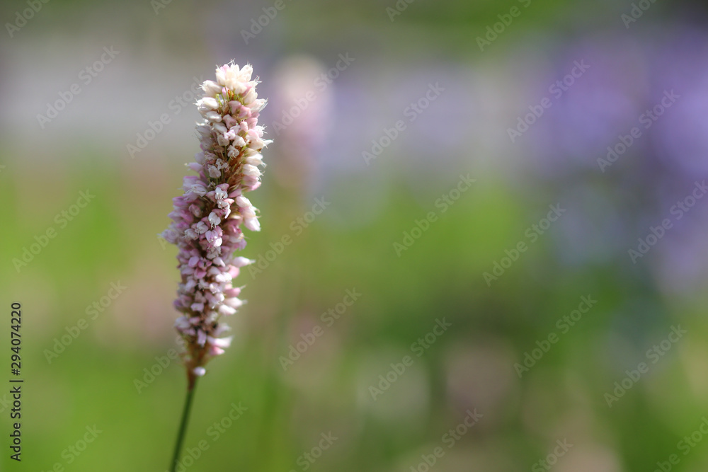Highlander serpentine flower, Polygonum bistorta, on a green meadow in ...