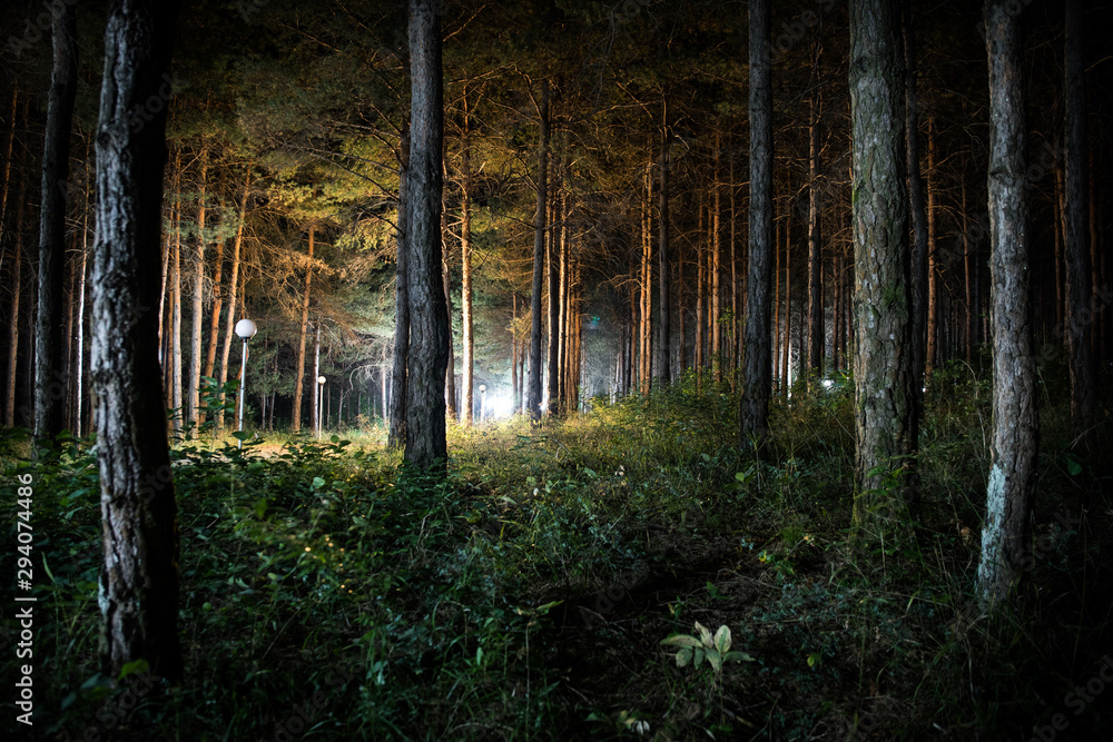 magical lights sparkling in mysterious forest at night. Pine forest ...