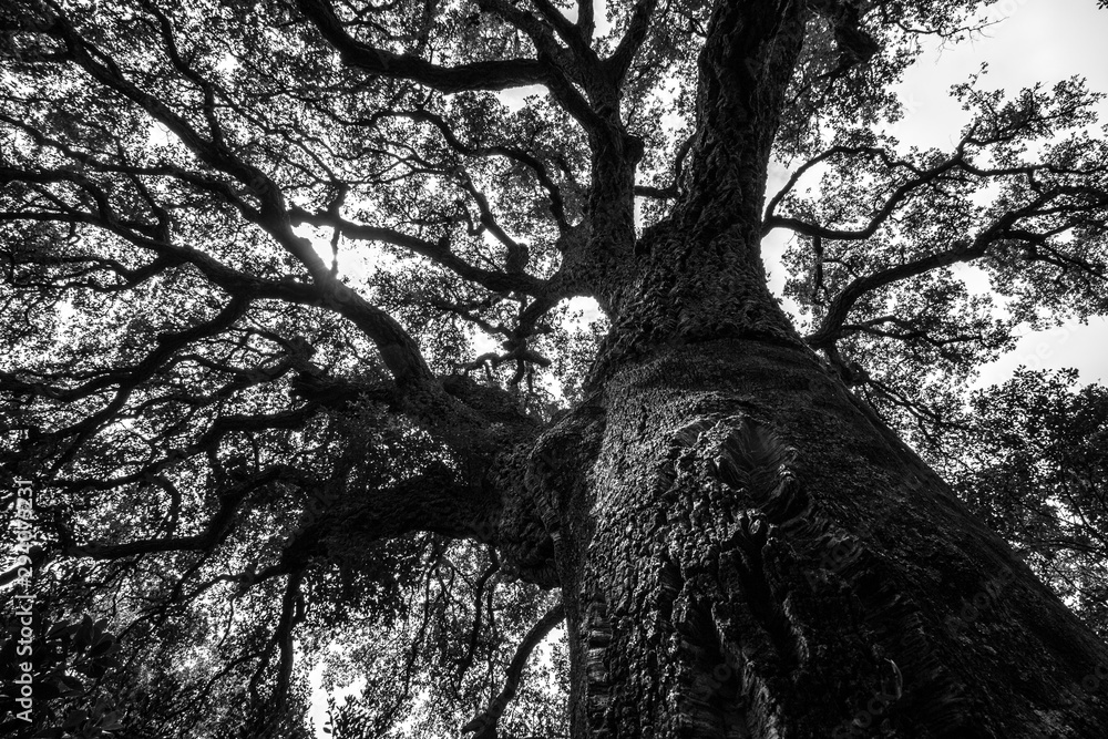 Ancient, centuries old Cork Oak tree - Quercus suber - in a ...