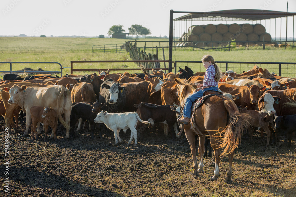 Young girl rounding up cattle Stock Photo | Adobe Stock