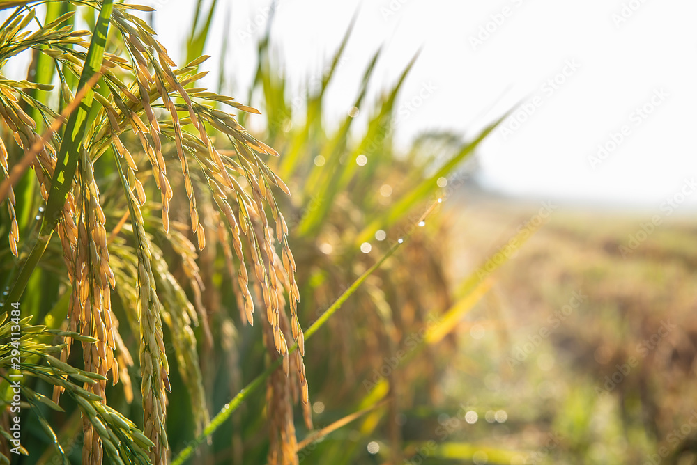 Golden yellow rice ear of rice growing in autumn paddy field Stock ...