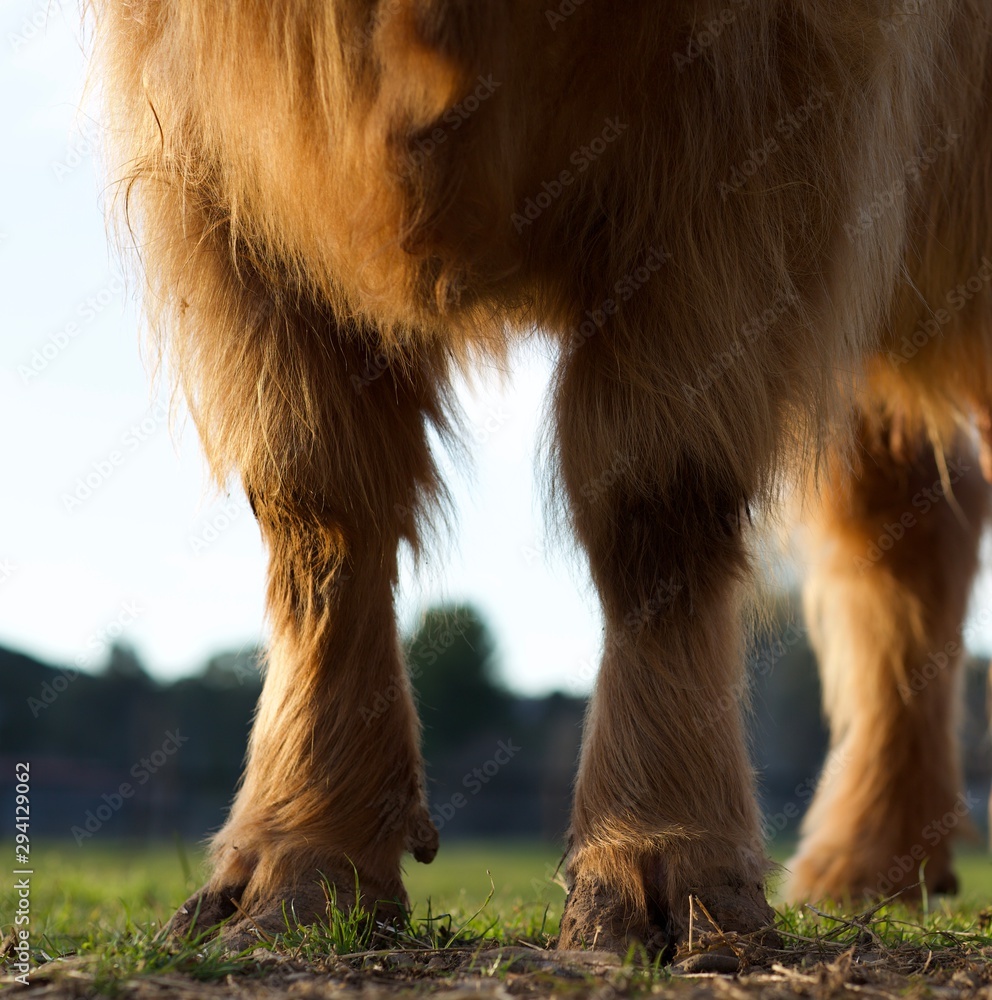 cattle legs Stock Photo | Adobe Stock