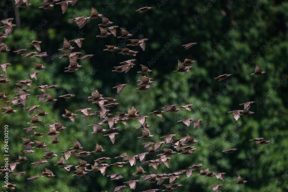 Huge crowd of common starling birds flying over field at countryside ...