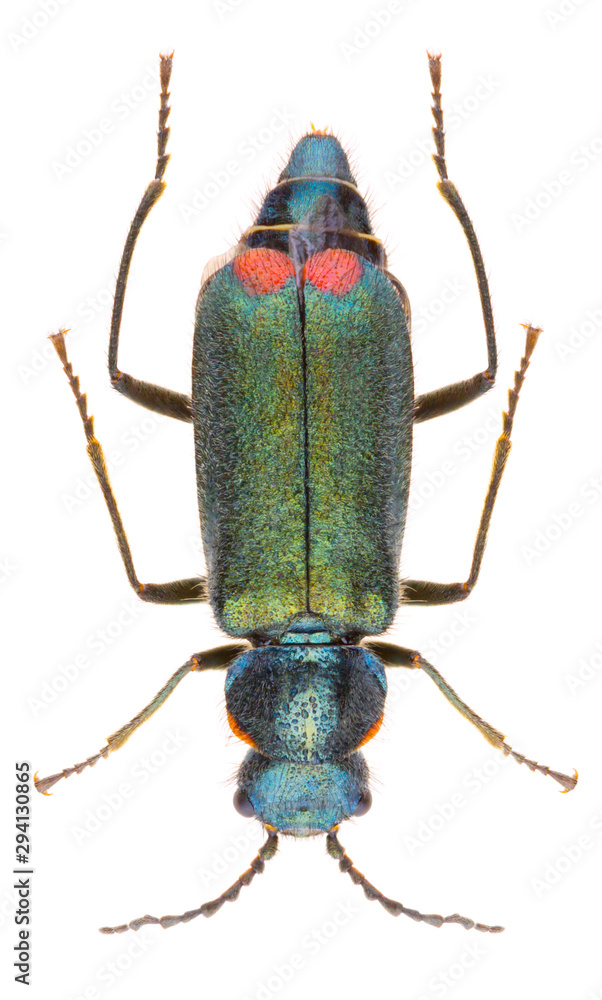 Malachius bipustulatus, the malachite beetle, is a species of soft ...