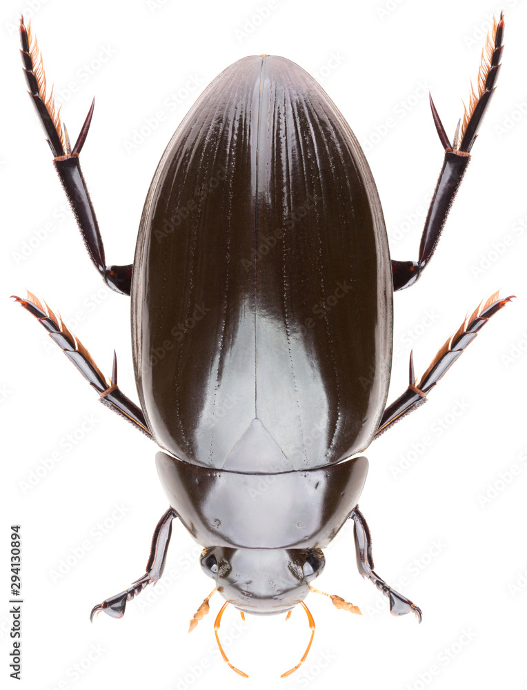Hydrophilus aterrimus is a species of water scavenger beetles belonging ...