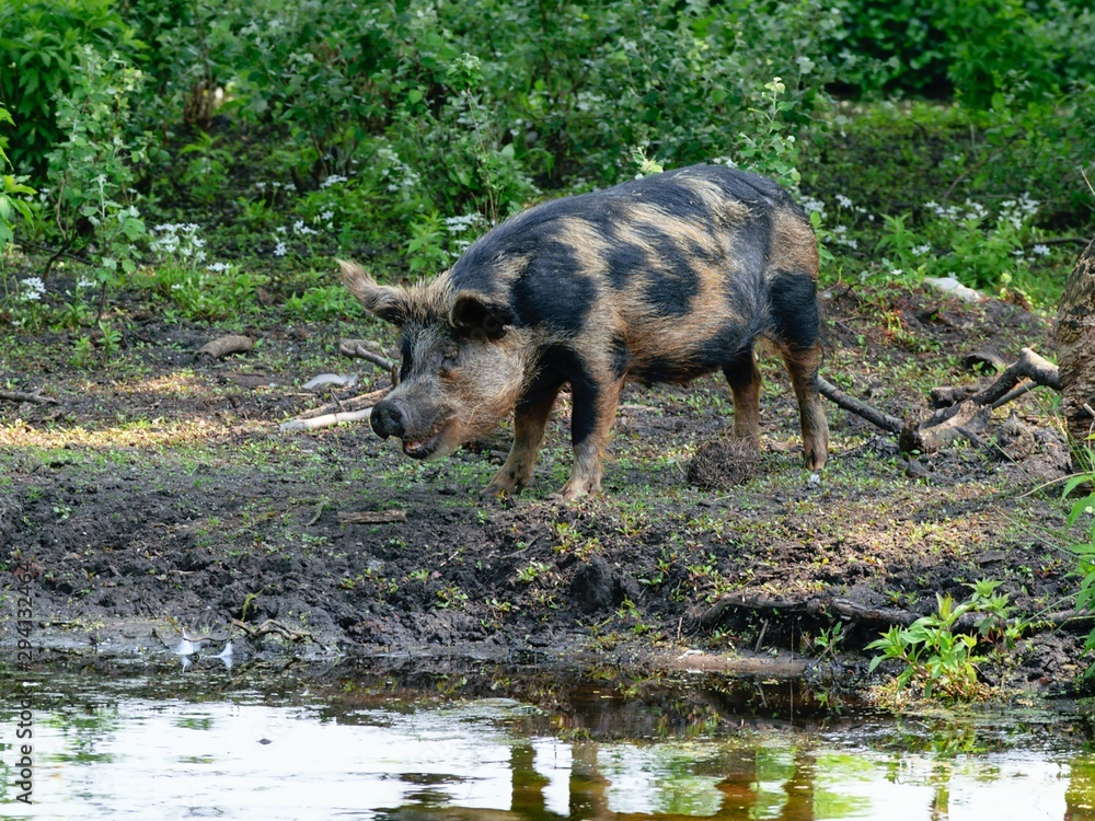 Pig Out Of Wood Model
