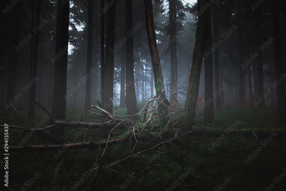 Dark misty forrest scene with dead trees shot on a foggy autumn morning ...