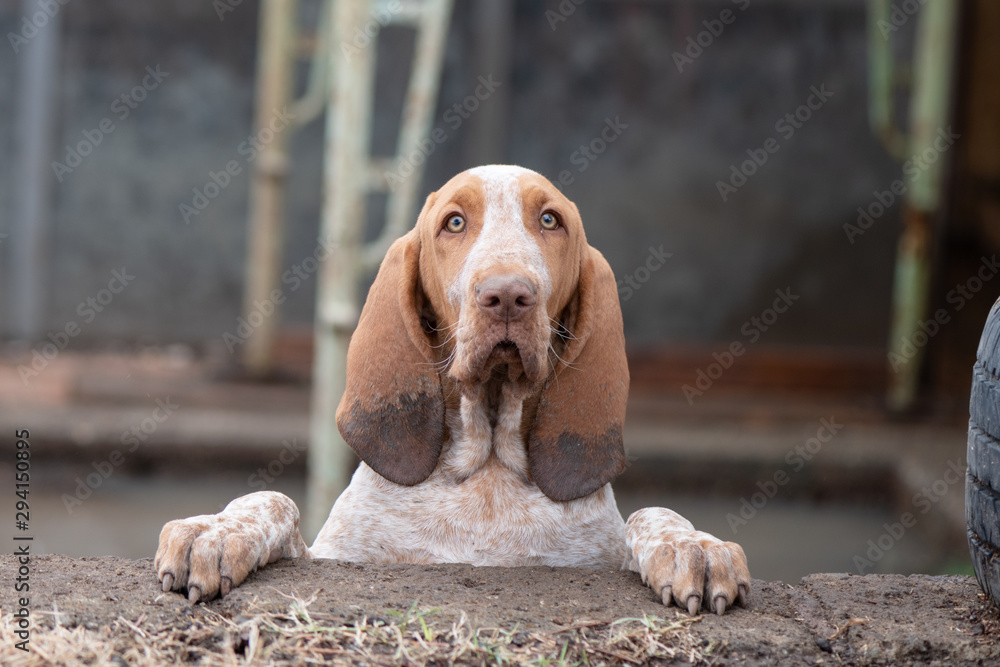 Bracco Italiano Puppies