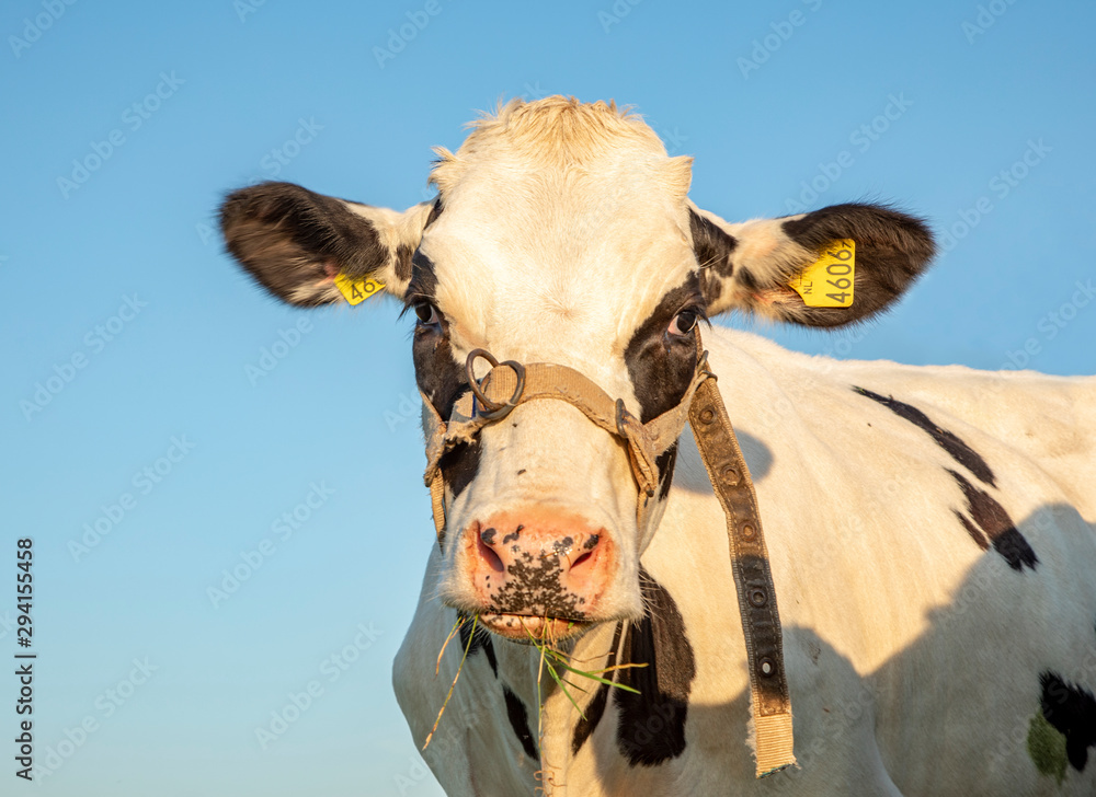 Cow with belt around the muzzle. Portrait of the head of a sweet cow ...