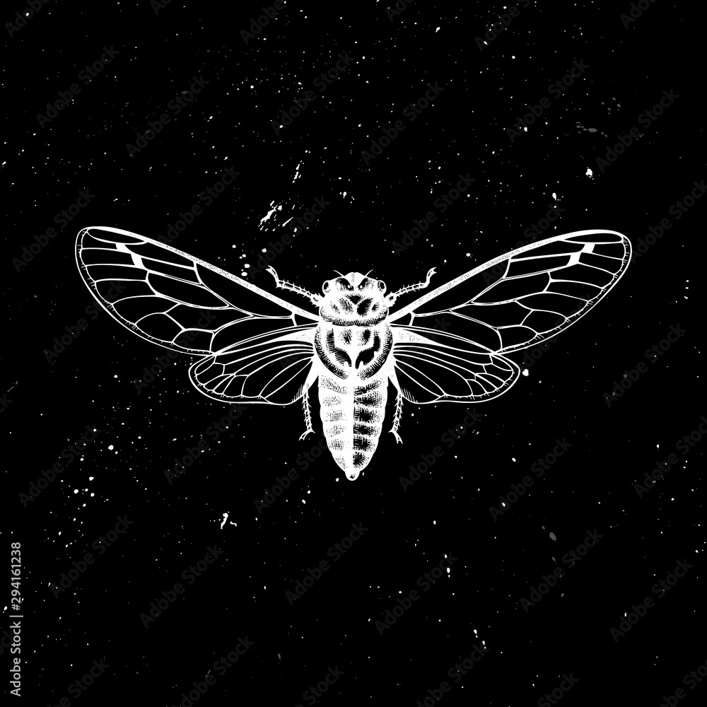 Hand drawn Cicada vector illustration. Mystic entomological ...