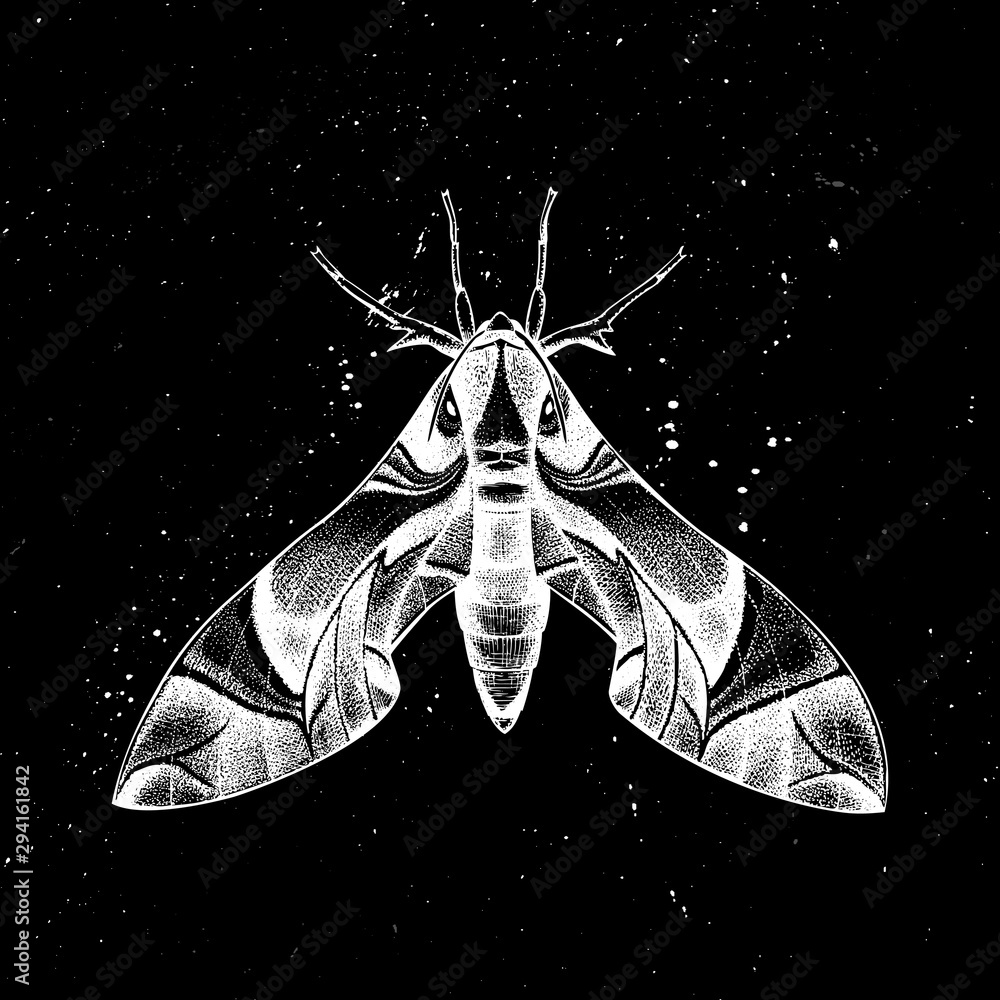 Sphinx Moth Drawing