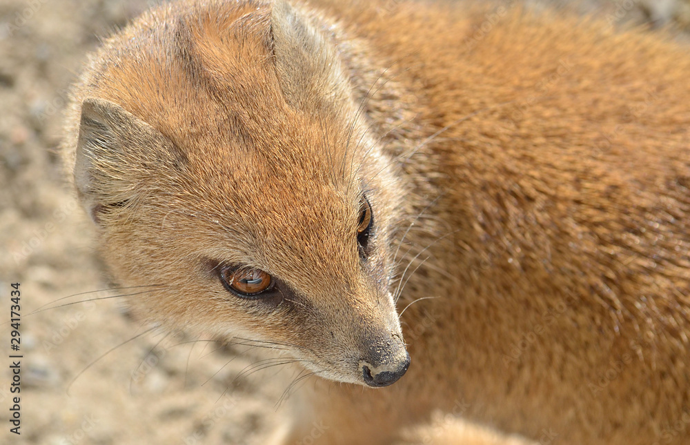 Baby Mongoose Animal