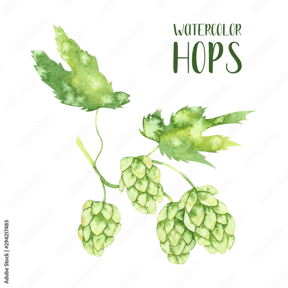 Watercolor hops on white background. Hand drawn botanical illustration ...