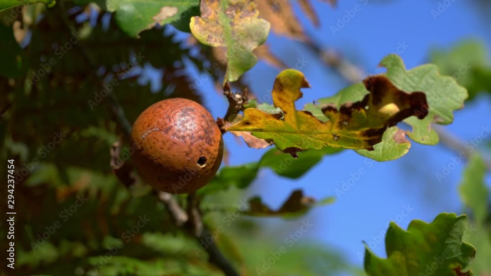 Gall on an Oak tree caused by a wasp larva gall (Diplolepis ...