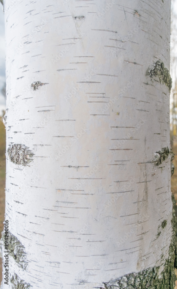 Foto de pattern of birch bark with black birch stripes on white birch bark and with wooden birch ...