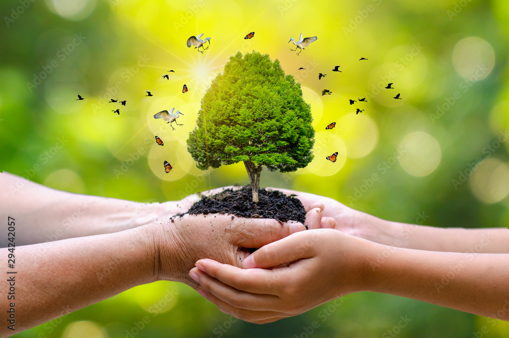 In the hands of trees growing seedlings. Bokeh green Background Female ...