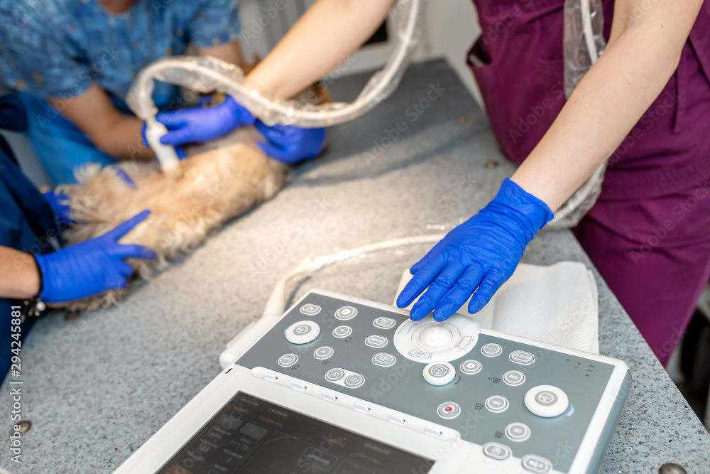 Professional pet doctors doing ultrasound scan for dog breed yorkshire ...