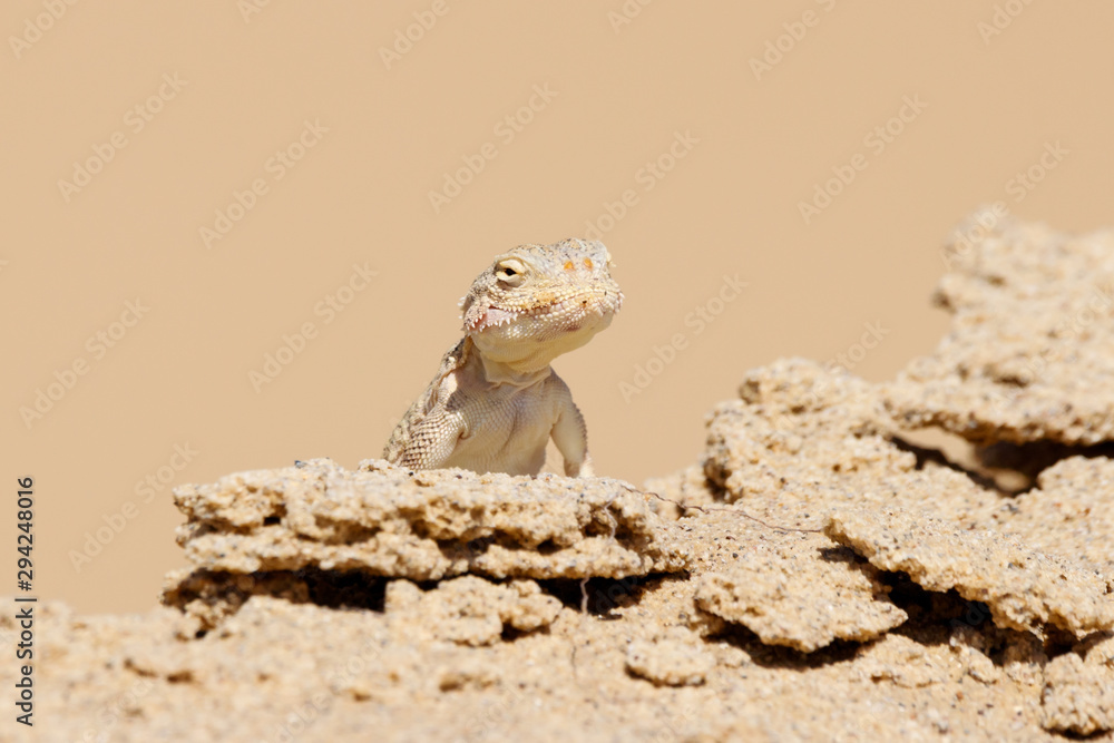 Toadhead agama Phrynocephalus mystaceus portrait on a sand dune in ...