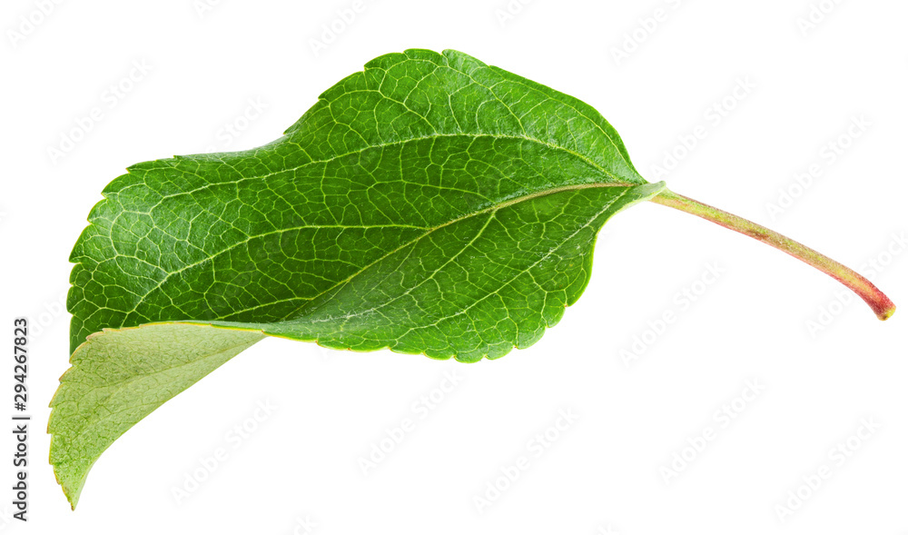 apple leaf, isolated on white background, clipping path, full depth of ...