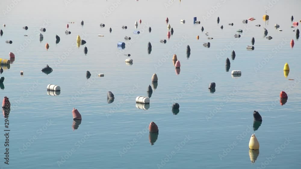 Cultivation of Seashells in the sea. Seafood. Seashell farm. Cultivated ...