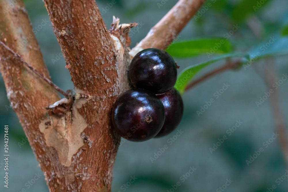 Fruit. Exotic. Jabuticaba in the tree ready to be harvested. Jaboticaba ...