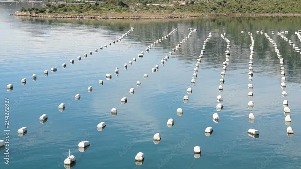 Cultivation of Seashells in the sea. Shellfish. Seashell farm. Seafood ...