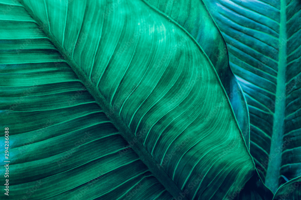 abstract green leaf texture, nature background, tropical leaf Stock ...
