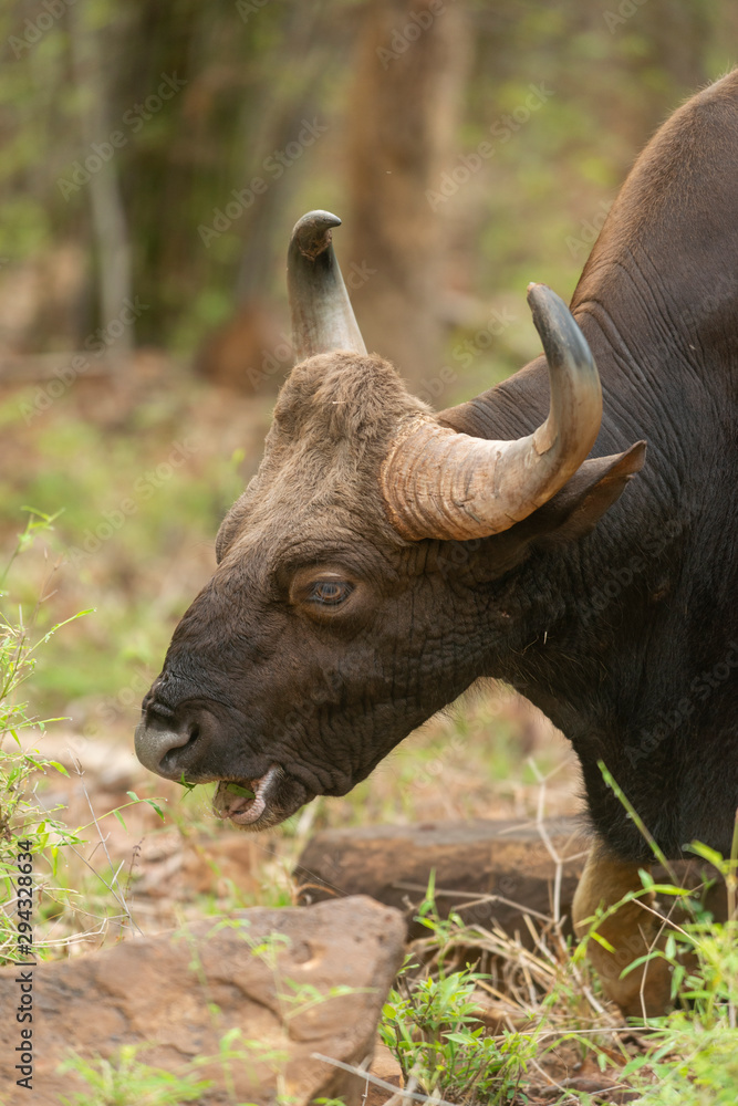 Gaur Tiger