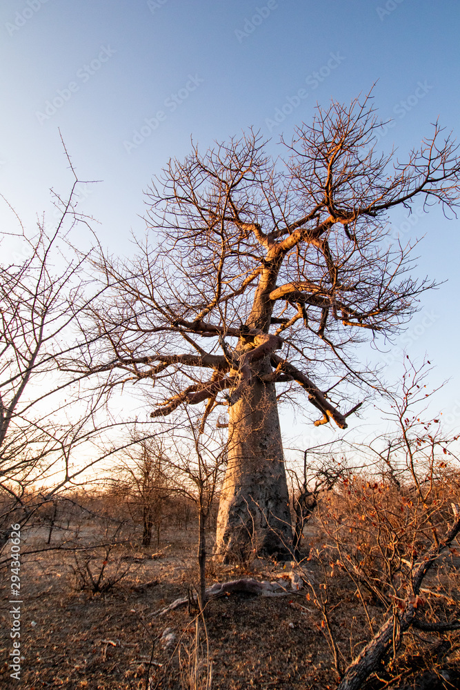 Baobab tree in an African savanna landscape at sunset. sunsets in ...