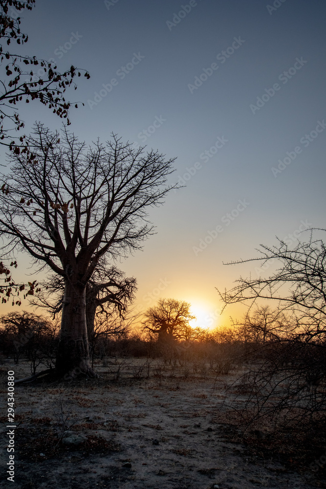 Baobab tree in an African savanna landscape at sunset. sunsets in ...