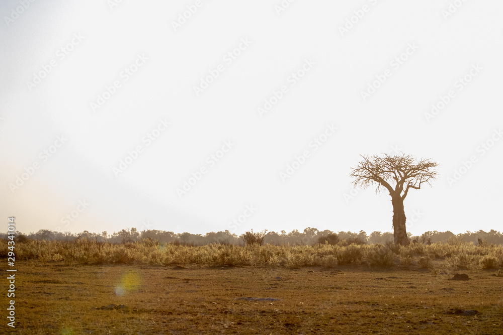 Baobab tree in an African savanna landscape at sunset. sunsets in ...
