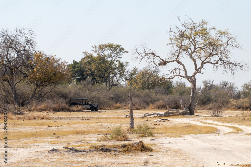 Baobab tree in an African savanna landscape at sunset. sunsets in ...