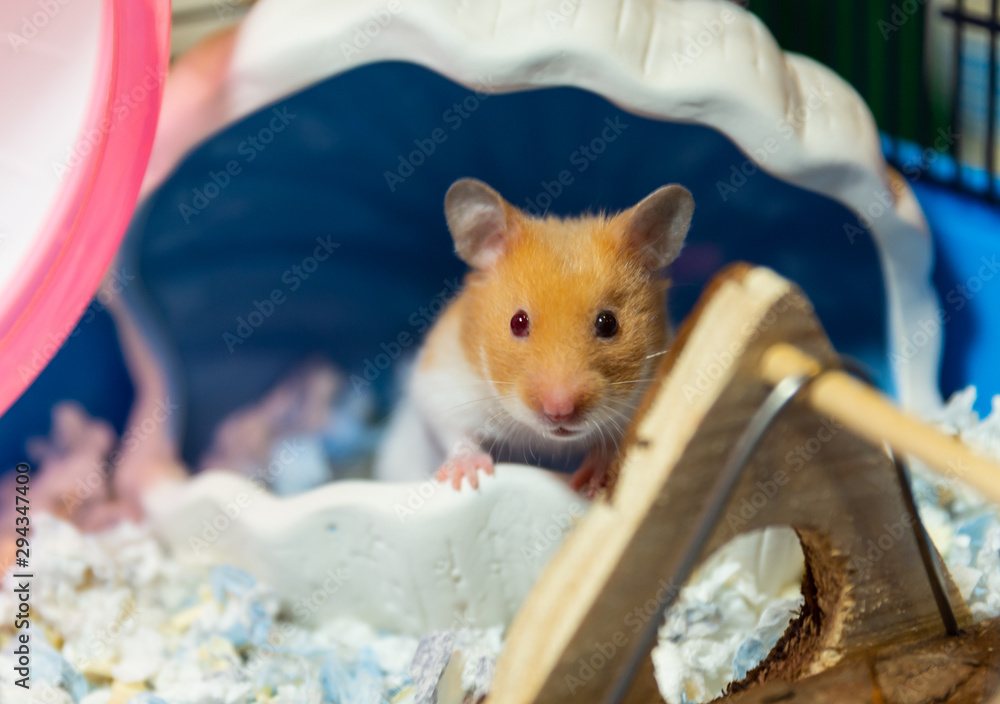front view of cute hamster Stock Photo | Adobe Stock