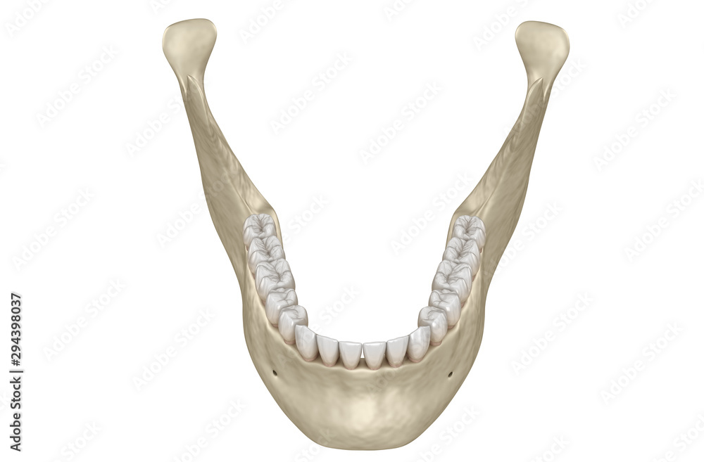 Mandibular jaw anatomy. 3D illustration concept of human teeth Stock ...
