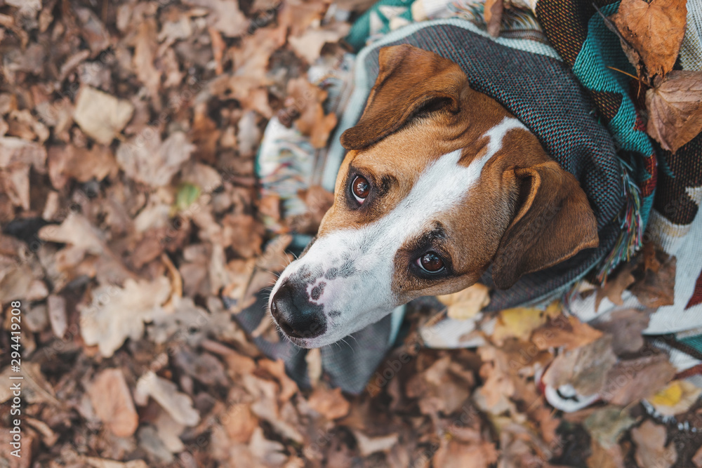 What Type Of Dog Is Poncho