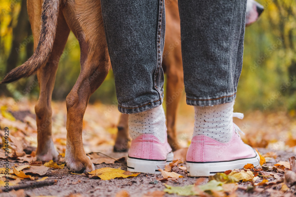 Human and dog's feet among autumn leaves, rear view. Close-up shot of ...
