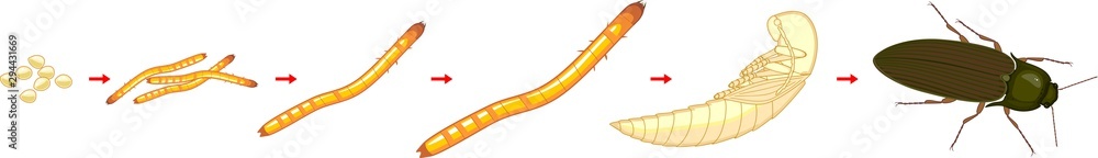 Life cycle of Click beetle (wireworm). Sequence of stages of ...