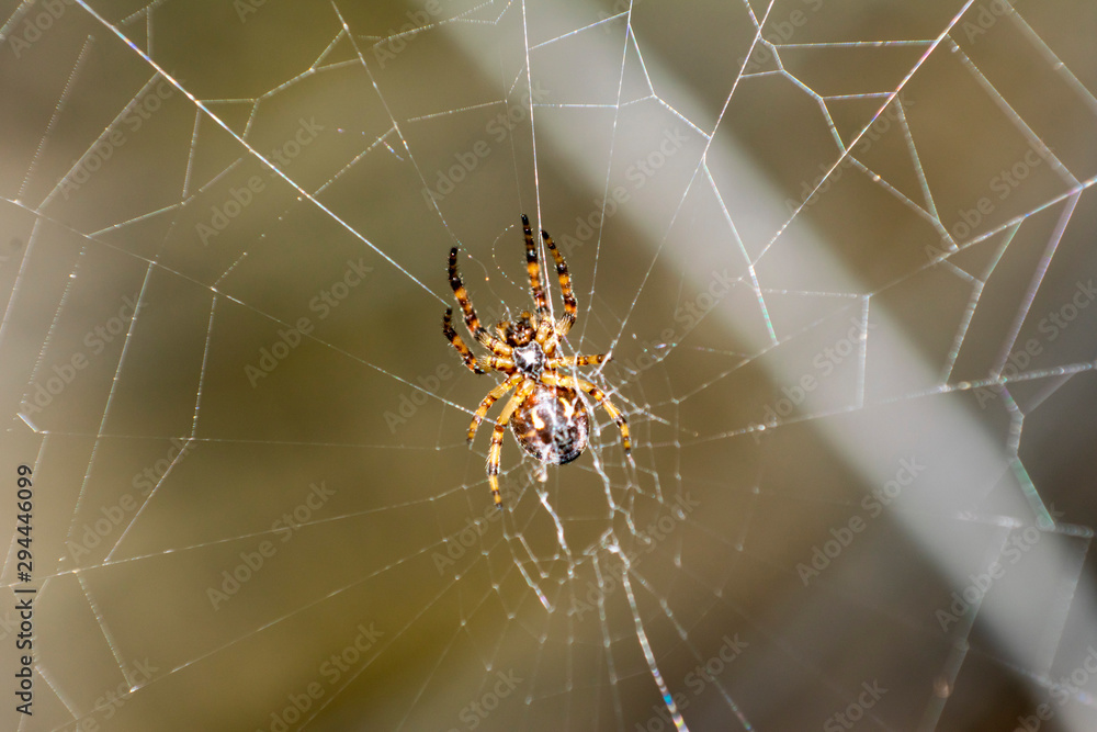 Macro photography of furry spiders in a silver web. Stock-Foto | Adobe ...