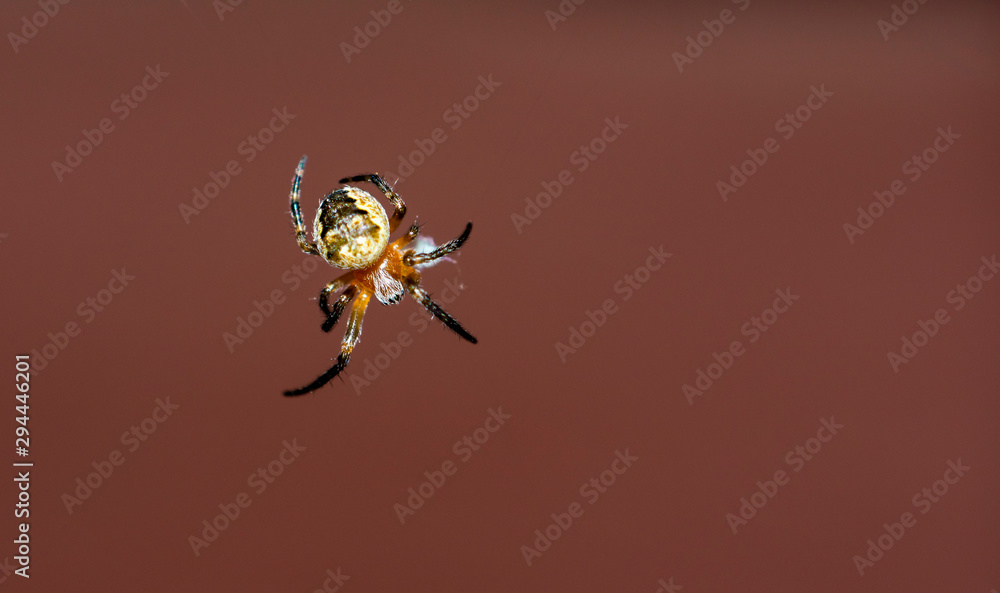 Macro photography of furry spiders in a silver web. Stock Photo | Adobe ...