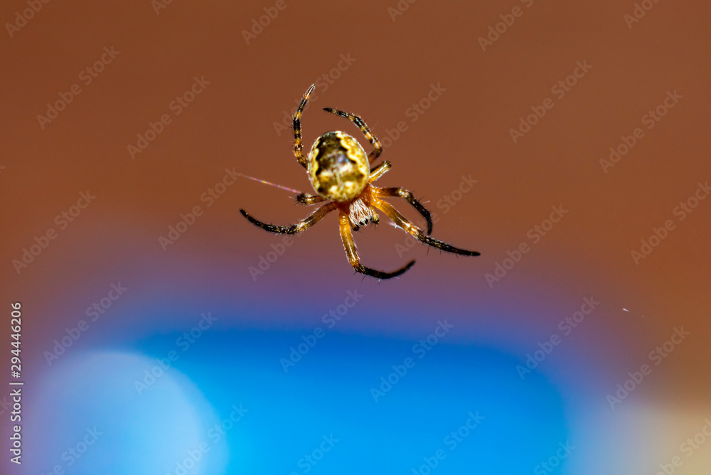 Macro photography of furry spiders in a silver web. Stock Photo | Adobe ...