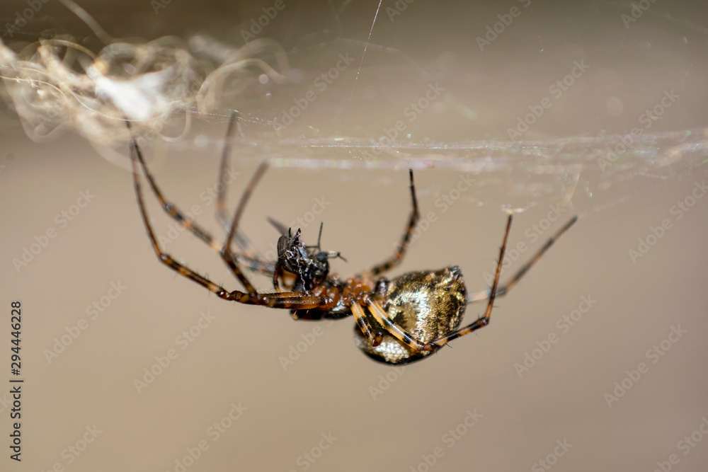 Terrible poisonous spiders in nature. Stock Photo | Adobe Stock
