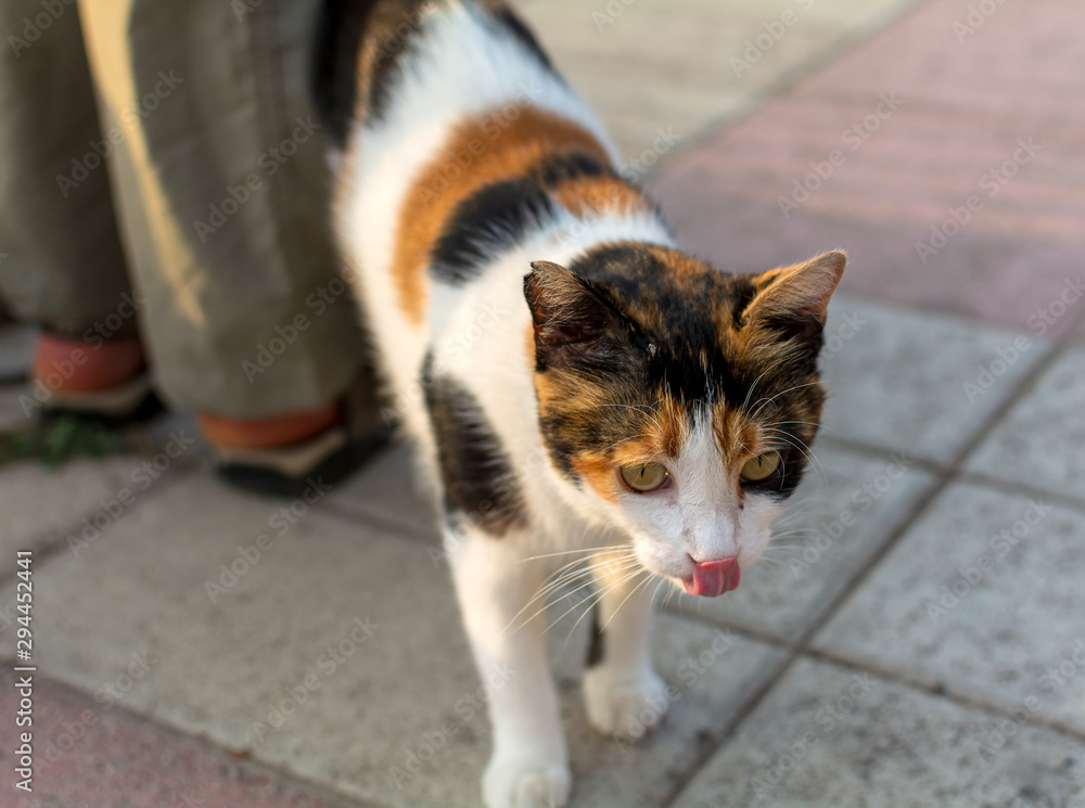 Calico Cats Outside