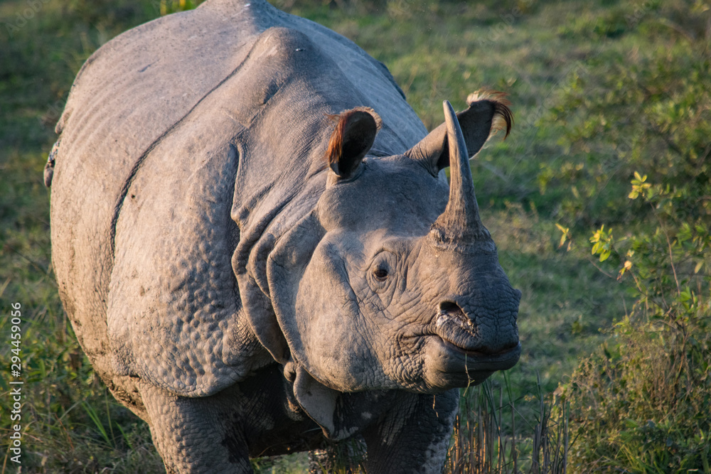 An Indian Rhino at Kaziranga National Park Stock Photo | Adobe Stock