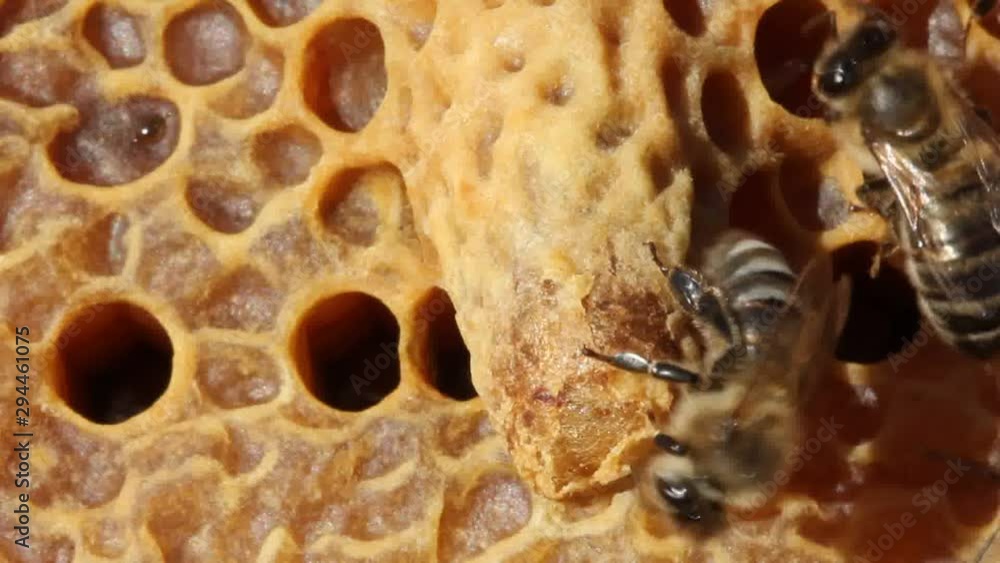 Wax cocoons with the larvae of future queens of bees. The beginning of ...