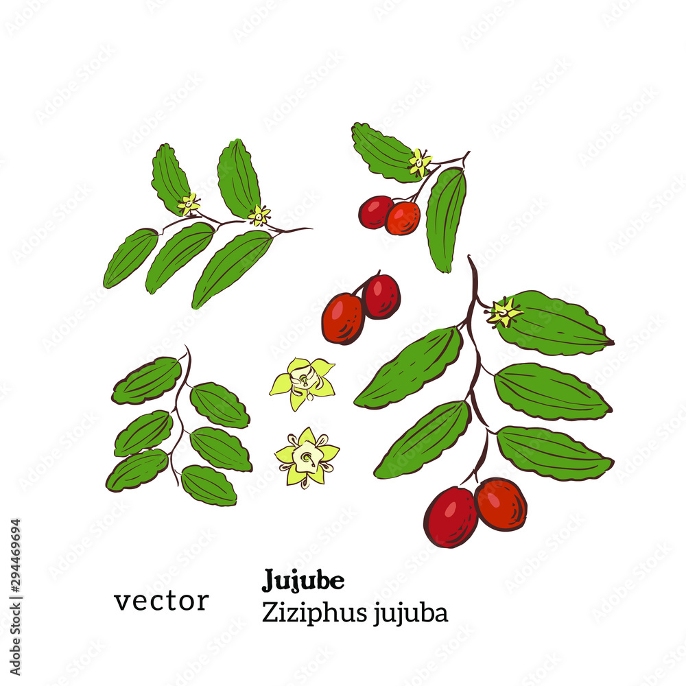 Jujube Tree Illustration